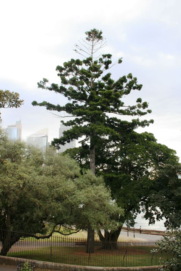 Araucaria cunninghamii - Hoop Pine | Australian Botanic Garden Mount Annan