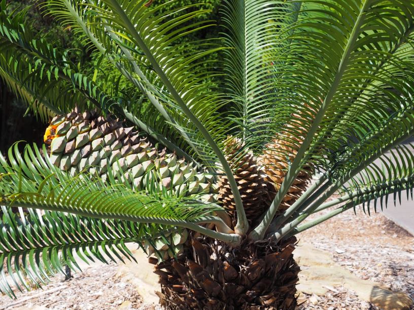 Lepidozamia peroffskyana - Pineapple Zamia | Australian Botanic Garden ...