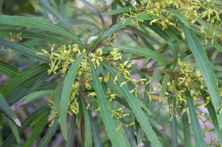 Lomatia myricoides - River Lomatia, Mountain Beech, Long-leaf Lomatia ...