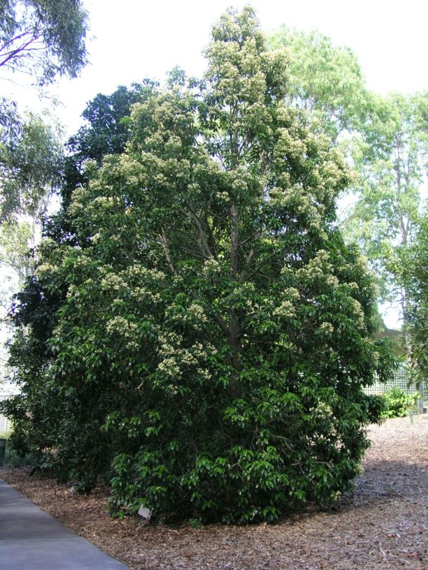 Hernandia bivalvis - Grease Nut, Cudgerie | Australian Botanic Garden ...