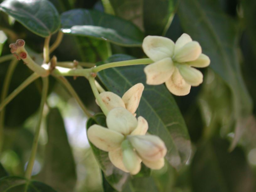 Hernandia bivalvis - Grease Nut, Cudgerie | Australian Botanic Garden ...