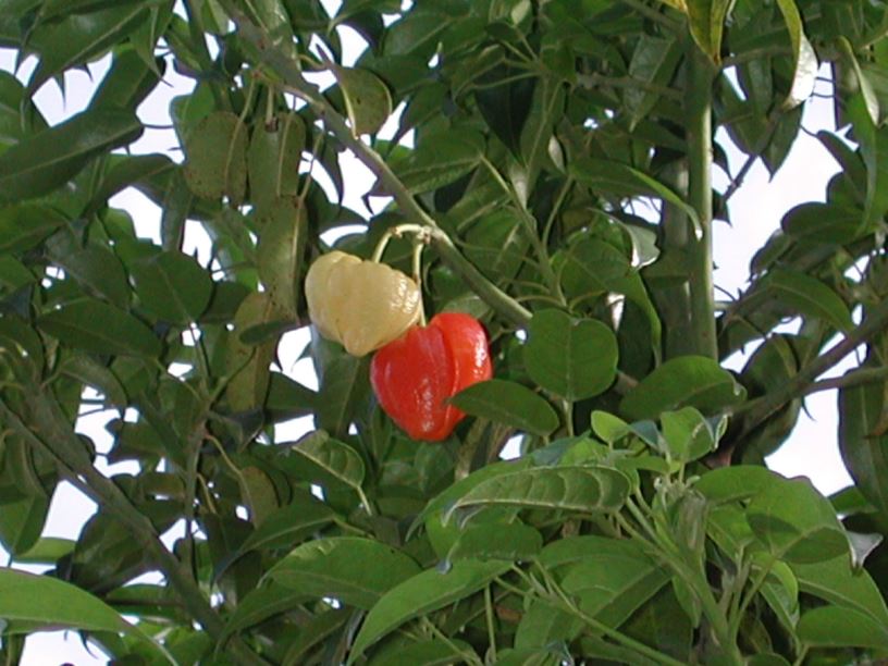 Hernandia bivalvis - Grease Nut, Cudgerie | Australian Botanic Garden ...