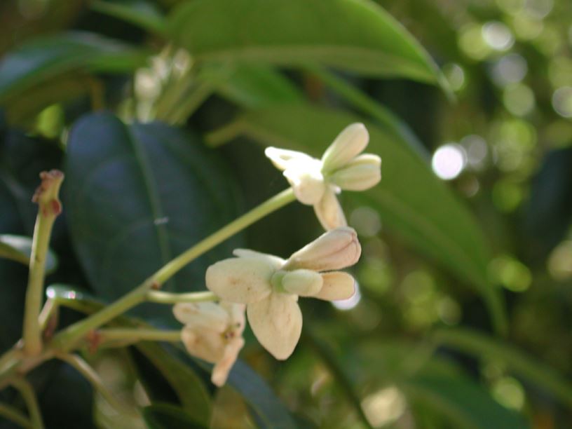 Hernandia bivalvis - Grease Nut, Cudgerie | Australian Botanic Garden ...