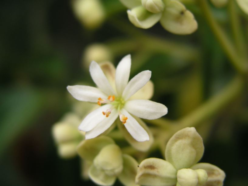 Hernandia bivalvis - Grease Nut, Cudgerie | Australian Botanic Garden ...