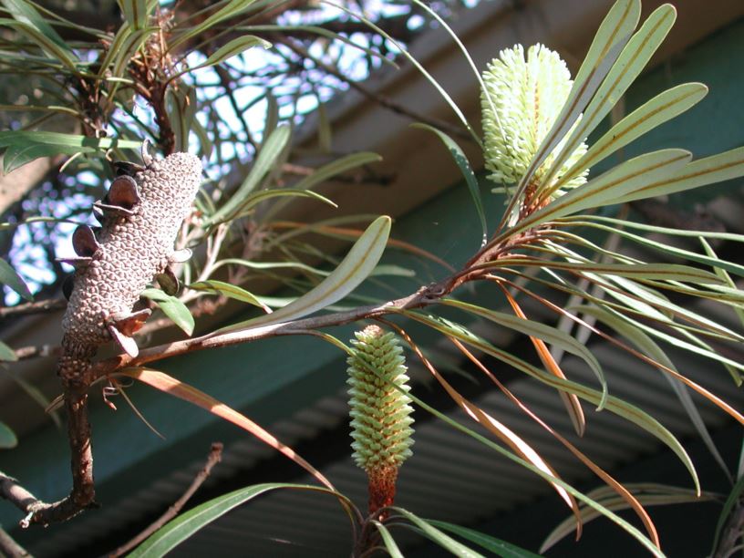 Banksia aquilonia - Northern Banksia, white banksia | Australian ...