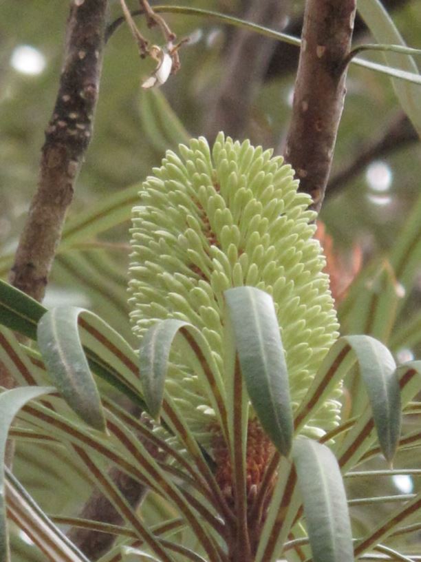 Banksia aquilonia - Northern Banksia, white banksia | Australian ...