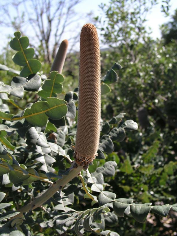 Banksia grandis - Giant Banksia, Bull Banksia | Australian Botanic ...