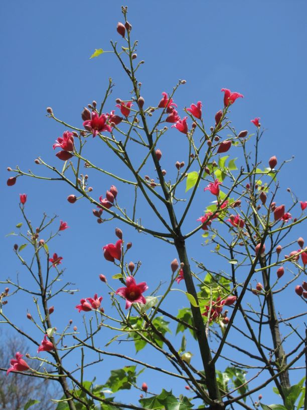 Brachychiton 'Griffith Pink' | Australian Botanic Garden Mount Annan
