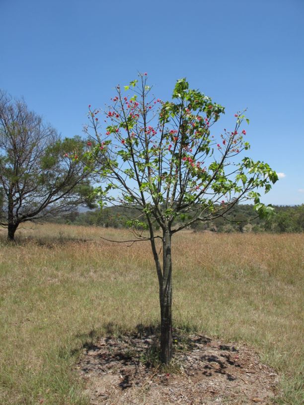 Brachychiton 'Griffith Pink' | Australian Botanic Garden Mount Annan