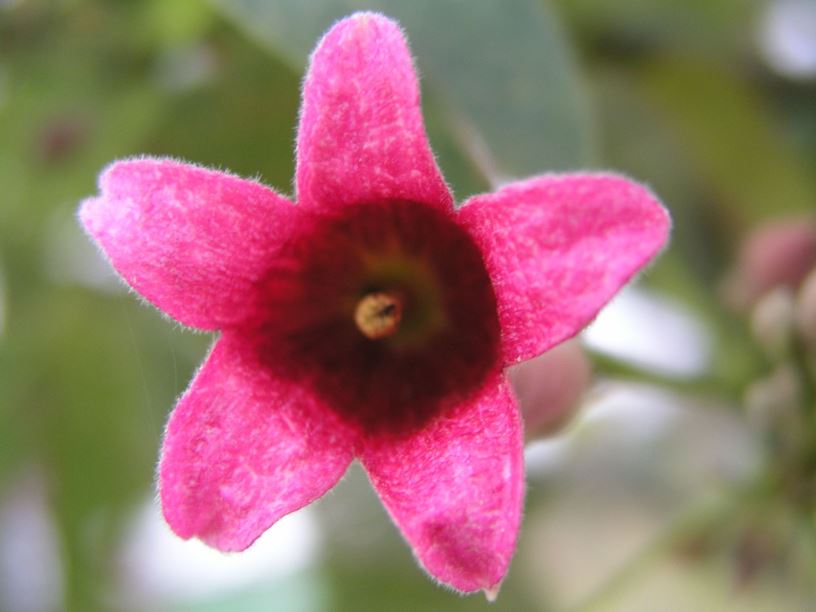 Brachychiton 'Griffith Pink' | Australian Botanic Garden Mount Annan
