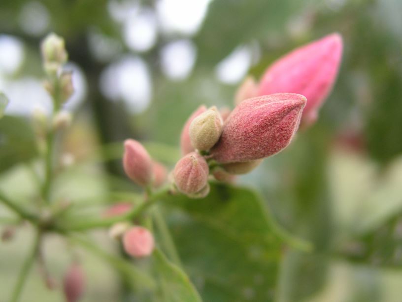 Brachychiton 'Griffith Pink' | Australian Botanic Garden Mount Annan