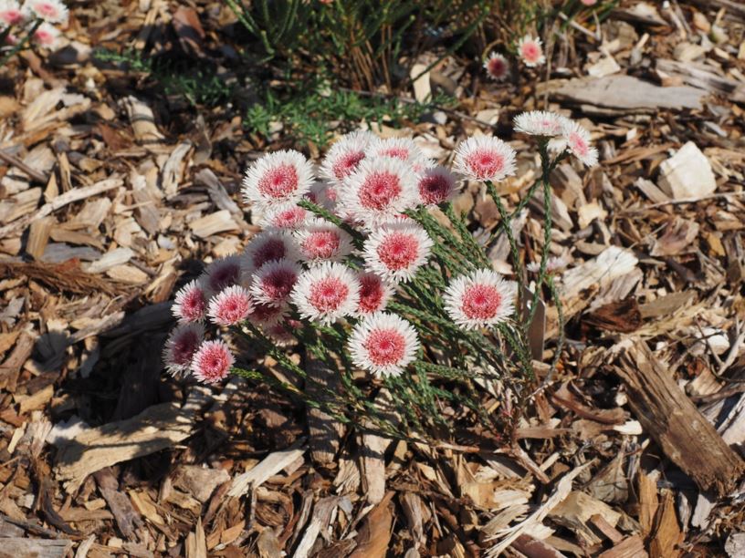 Actinodium cunninghamii - Swamp Daisy | Australian Botanic Garden Mount ...