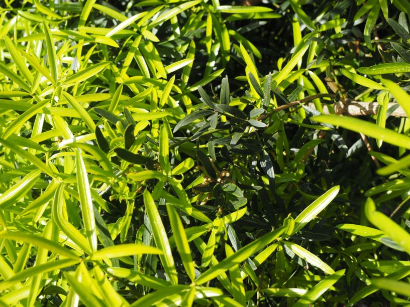 Podocarpus elatus - Plum Pine, Brown Pine | Australian Botanic Garden ...