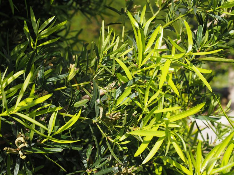 Podocarpus elatus - Plum Pine, Brown Pine | Australian Botanic Garden ...