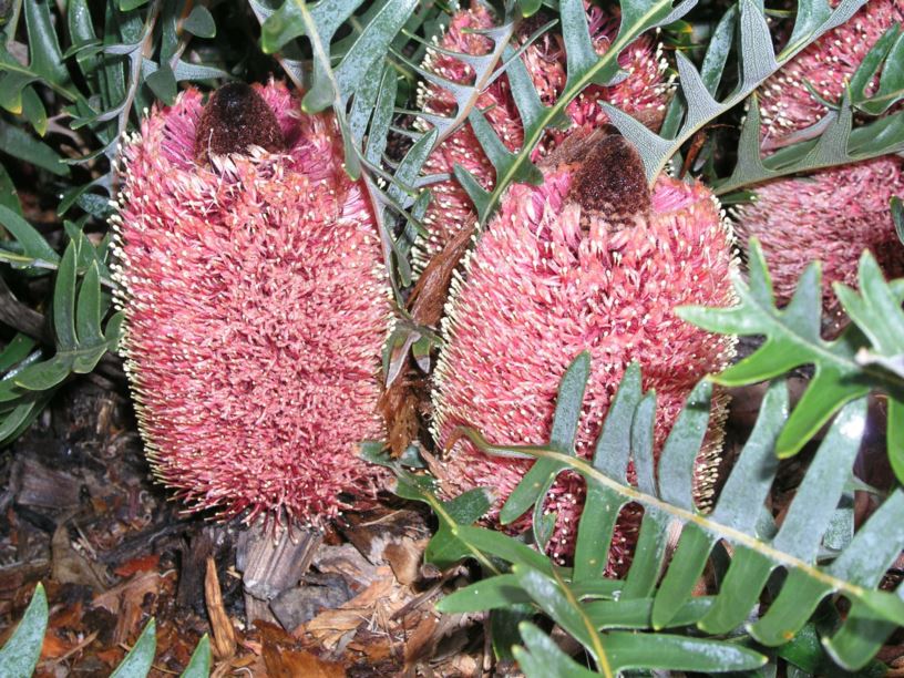 Banksia blechnifolia - Southern Blechnum Banksia, groundcover banksia ...