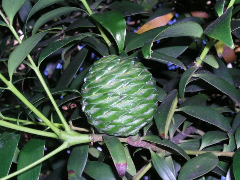 Agathis atropurpurea - blue kauri, black kauri | Australian Botanic ...