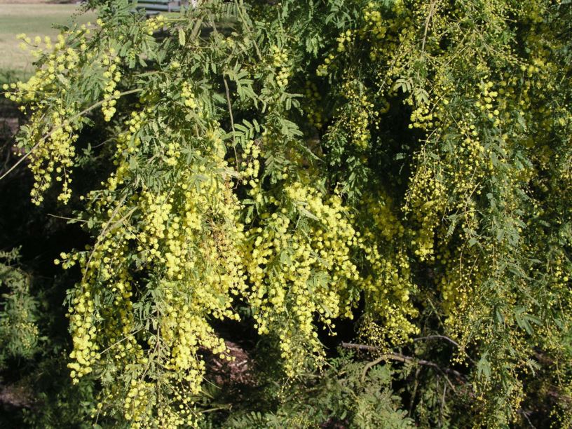 Acacia pubescens - Downy Wattle, Hairy-stemmed Wattle | Australian ...
