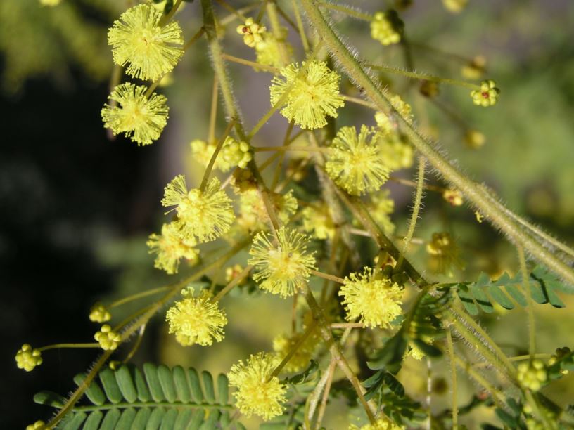 Acacia pubescens - Downy Wattle, Hairy-stemmed Wattle | Australian ...