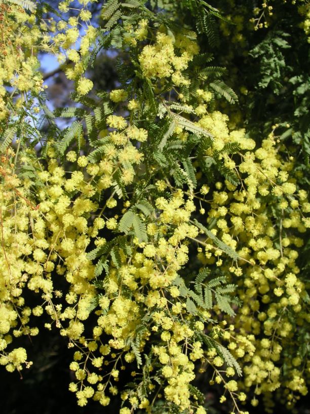Acacia pubescens - Downy Wattle, Hairy-stemmed Wattle | Australian ...