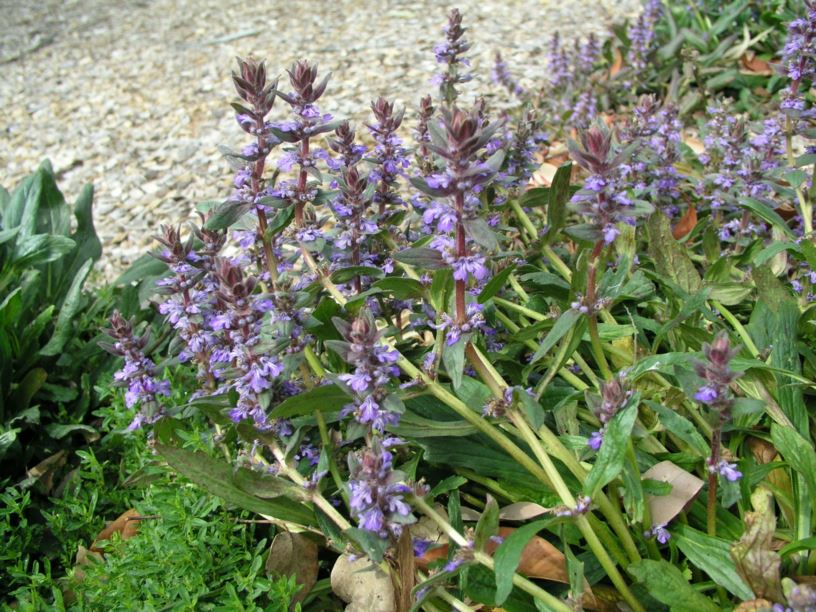 Ajuga australis - Austral Bugle | Australian Botanic Garden Mount Annan