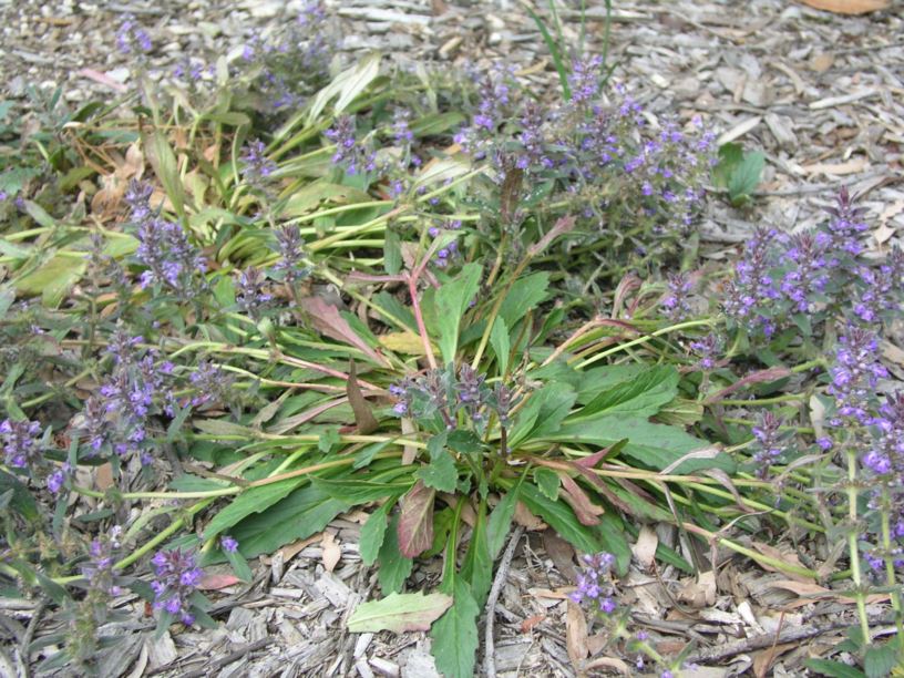 Ajuga australis - Austral Bugle | Australian Botanic Garden Mount Annan