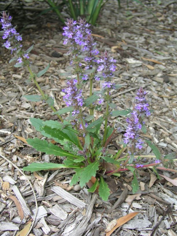 Ajuga australis - Austral Bugle | Australian Botanic Garden Mount Annan