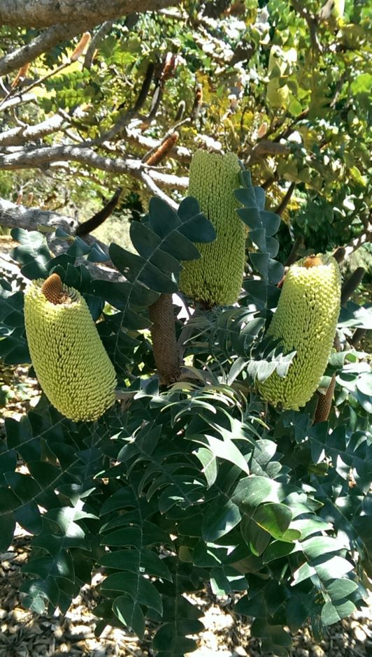 Banksia grandis - Giant Banksia, Bull Banksia | Australian Botanic ...
