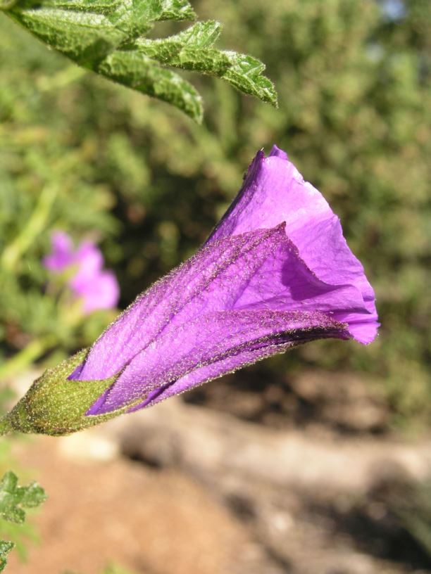 Alyogyne huegelii 'West Coast Gem' - Lilac Hibiscus | Australian ...