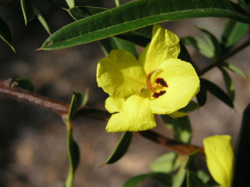 Labichea lanceolata subsp. brevifolia | Australian Botanic Garden Mount ...