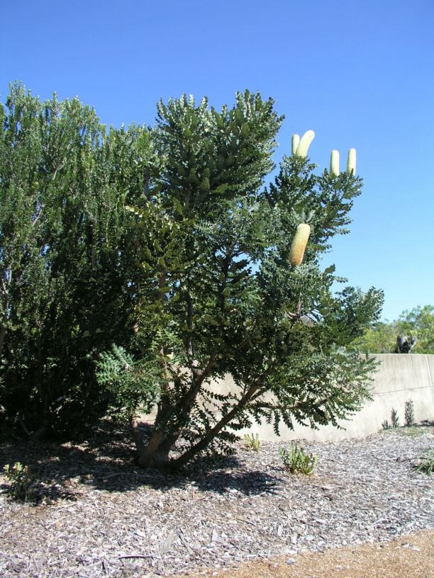 Banksia grandis - Giant Banksia, Bull Banksia | Australian Botanic ...