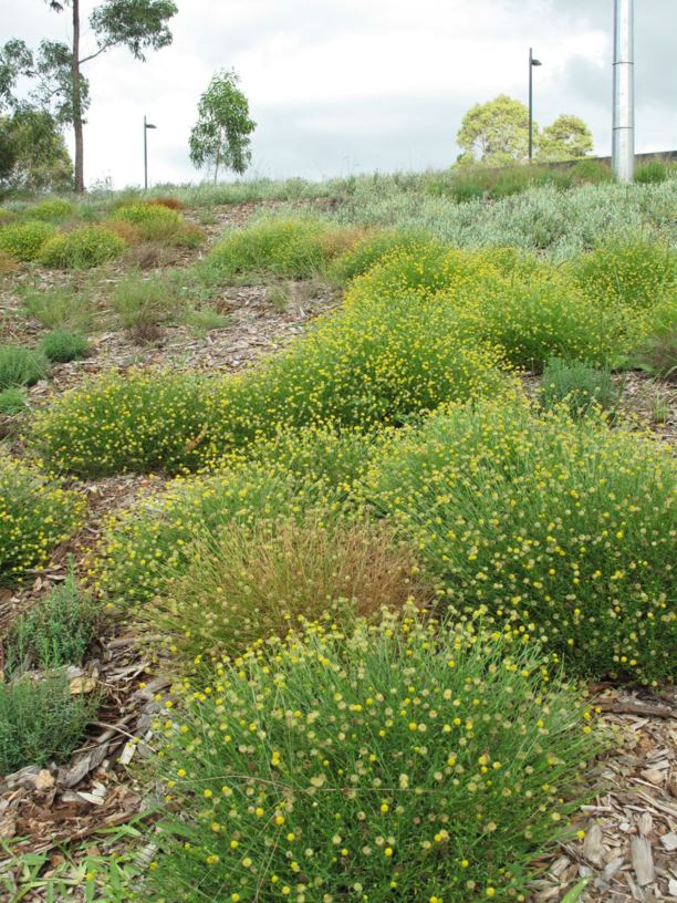 Calotis lappulacea - yellow burr-daisy | Australian Botanic Garden ...