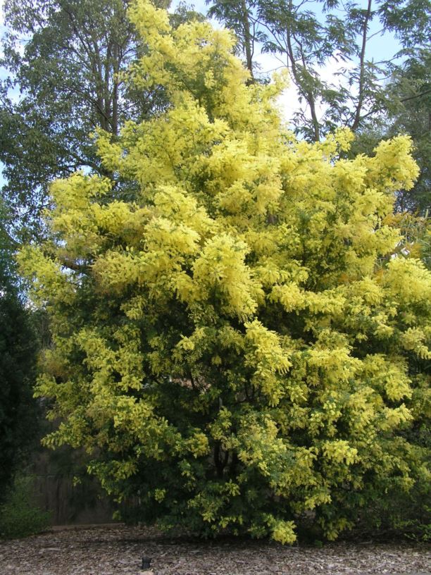 Acacia pubescens - Downy Wattle, Hairy-stemmed Wattle | Australian ...