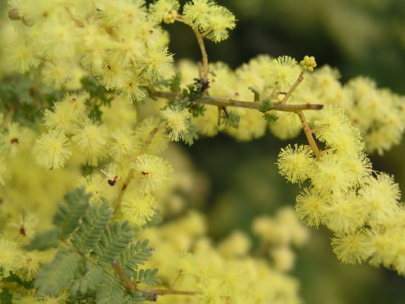 Acacia pubescens - Downy Wattle, Hairy-stemmed Wattle | Australian ...