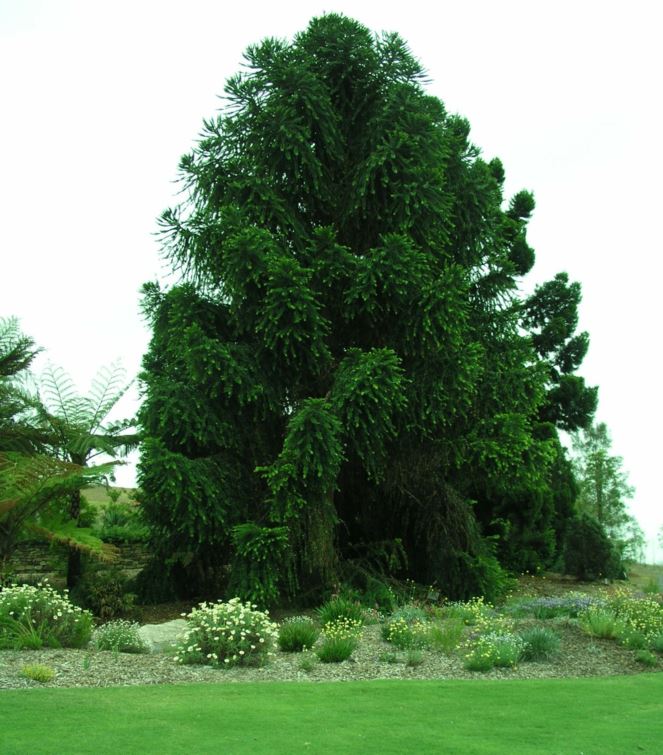 Araucaria bidwillii - Bunya pine | Australian Botanic Garden Mount Annan
