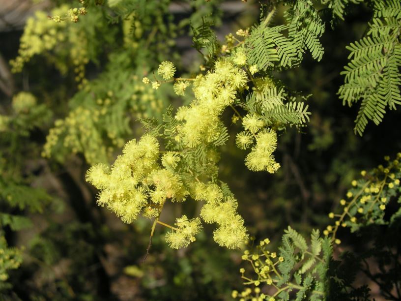 Acacia pubescens - Downy Wattle, Hairy-stemmed Wattle | Australian ...