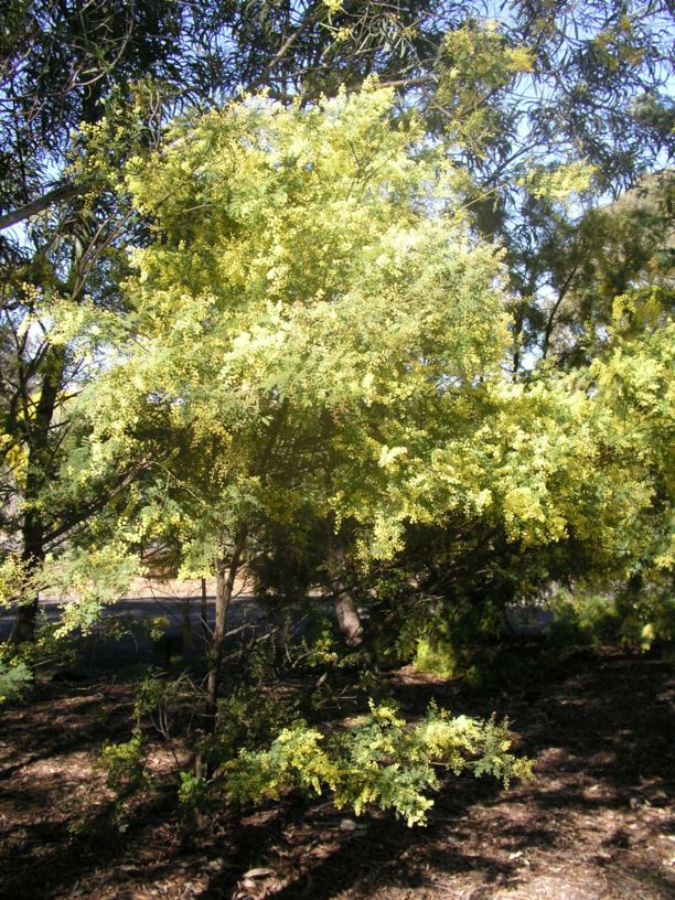 Acacia pubescens - Downy Wattle, Hairy-stemmed Wattle | Australian ...
