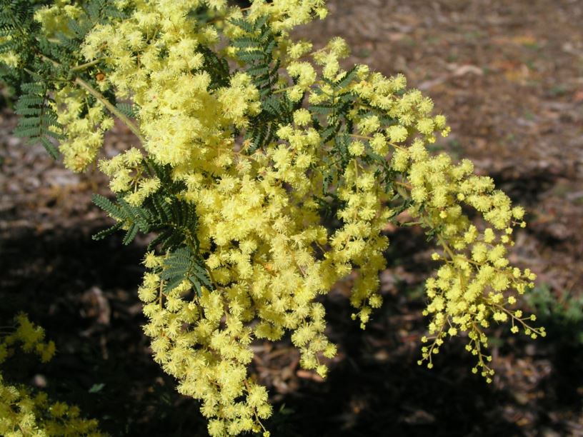 Acacia pubescens - Downy Wattle, Hairy-stemmed Wattle | Australian ...