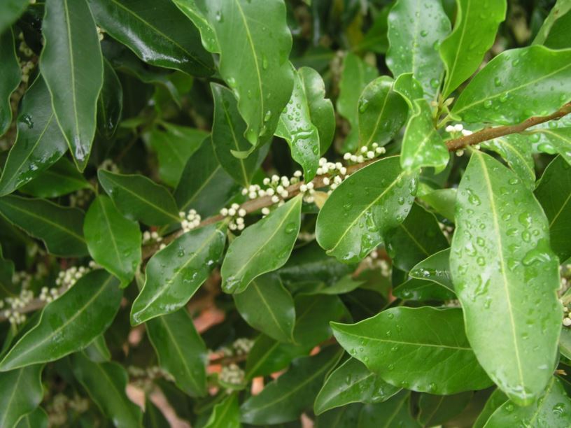 Myrsine richmondensis - Ripple-leaf Muttonwood, Purple-leaf Muttonwood ...