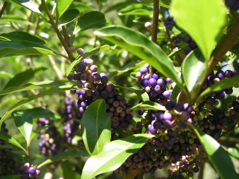 Myrsine richmondensis - Ripple-leaf Muttonwood, Purple-leaf Muttonwood ...