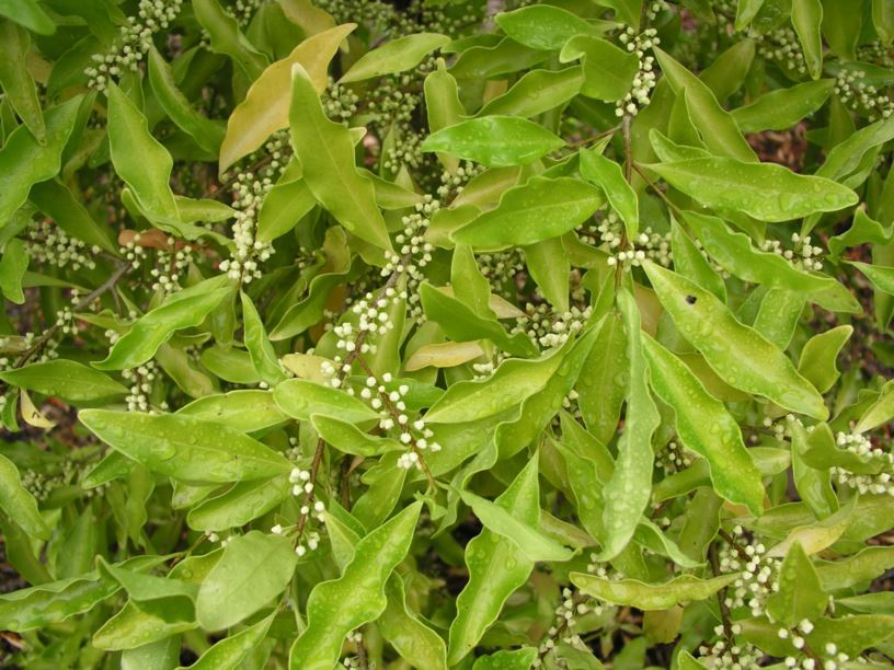 Myrsine richmondensis - Ripple-leaf Muttonwood, Purple-leaf Muttonwood ...