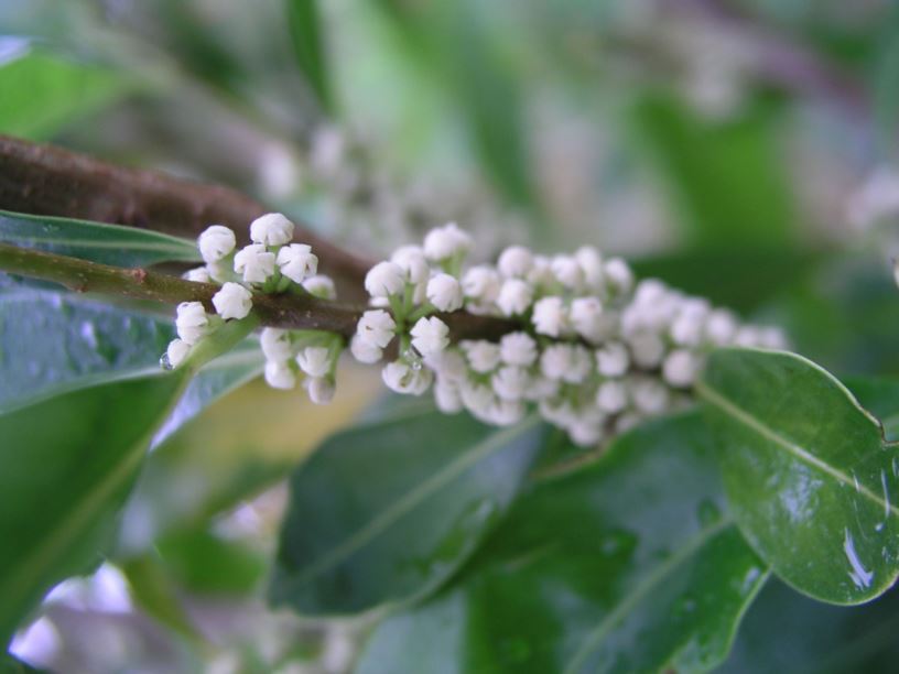 Myrsine richmondensis - Ripple-leaf Muttonwood, Purple-leaf Muttonwood ...