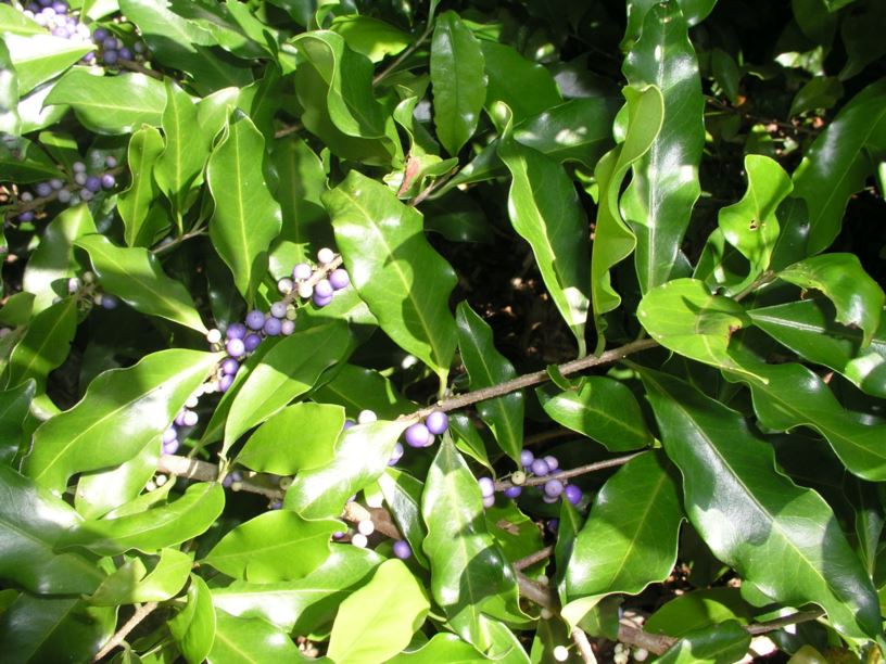 Myrsine richmondensis - Ripple-leaf Muttonwood, Purple-leaf Muttonwood ...