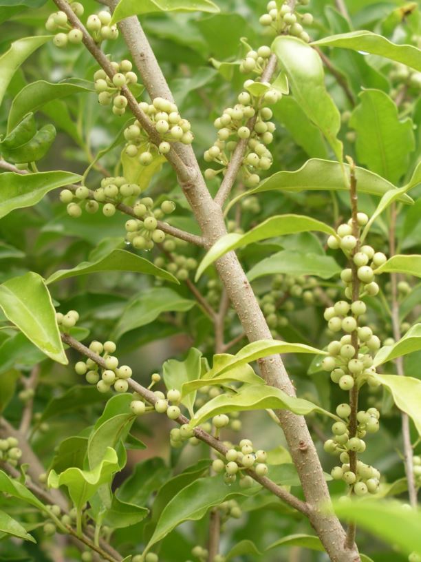 Myrsine richmondensis - Ripple-leaf Muttonwood, Purple-leaf Muttonwood ...