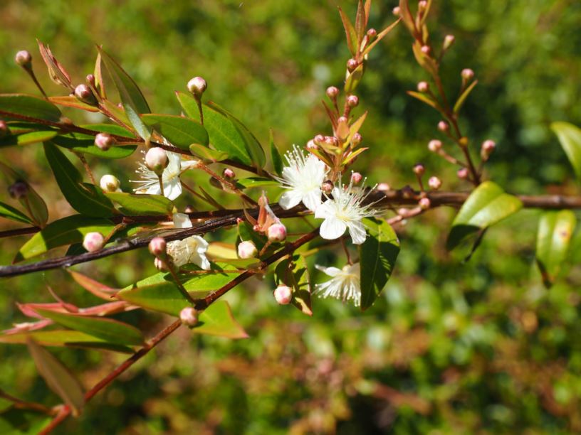 Austromyrtus dulcis - Midgen Berry | Australian Botanic Garden Mount Annan
