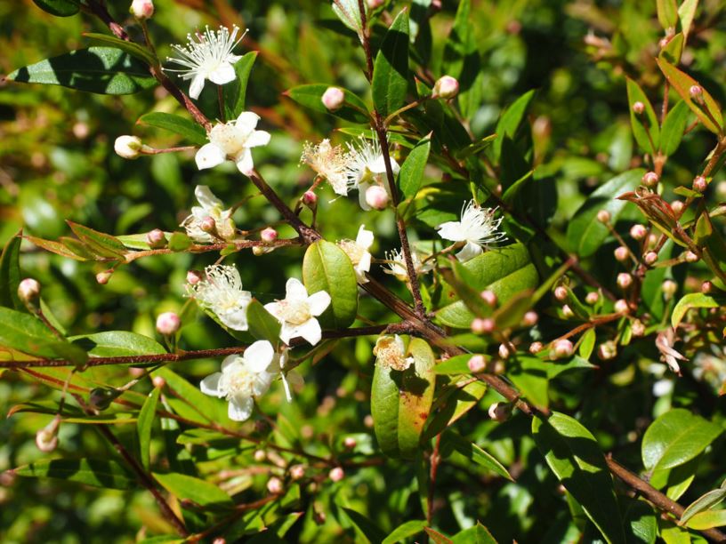 Austromyrtus dulcis - Midgen Berry | Australian Botanic Garden Mount Annan