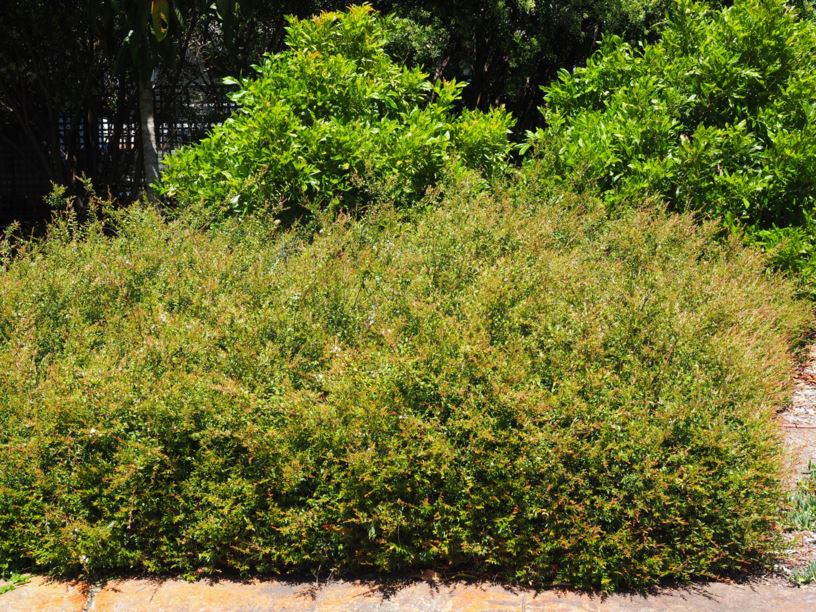 Austromyrtus dulcis - Midgen Berry | Australian Botanic Garden Mount Annan