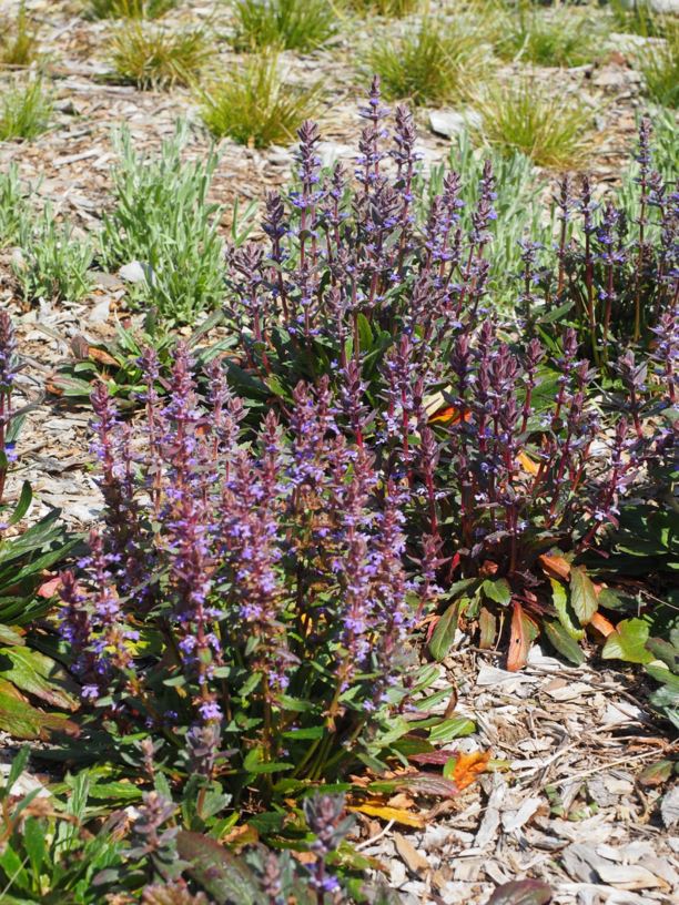 Ajuga australis - Austral Bugle | Australian Botanic Garden Mount Annan