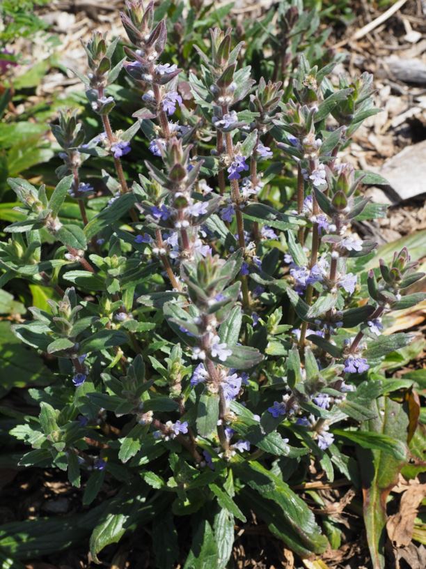 Ajuga australis - Austral Bugle | Australian Botanic Garden Mount Annan