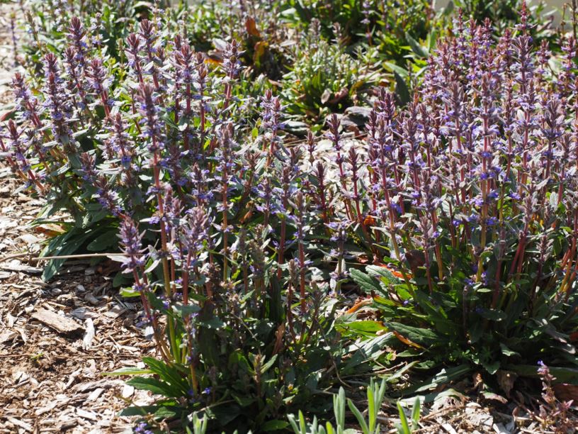 Ajuga australis - Austral Bugle | Australian Botanic Garden Mount Annan