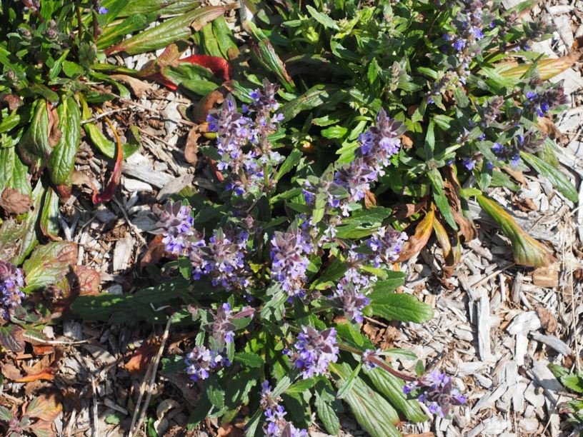 Ajuga australis - Austral Bugle | Australian Botanic Garden Mount Annan
